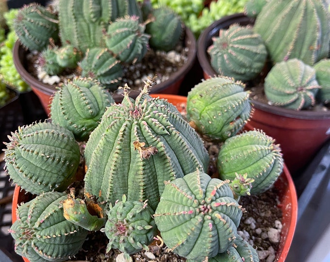 Euphorbia Obesa Hybrids Clusters Rare Plant Live Plant - Etsy