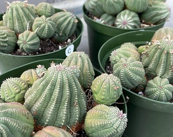 Euphorbia Obesa Hybrids Clusters Rare Plant Live Plant - Etsy