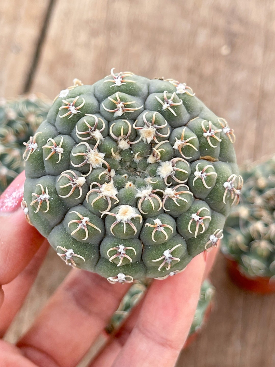Dwarf Chin Cactus Gymnocalycium Baldianum Cacti Real - Etsy