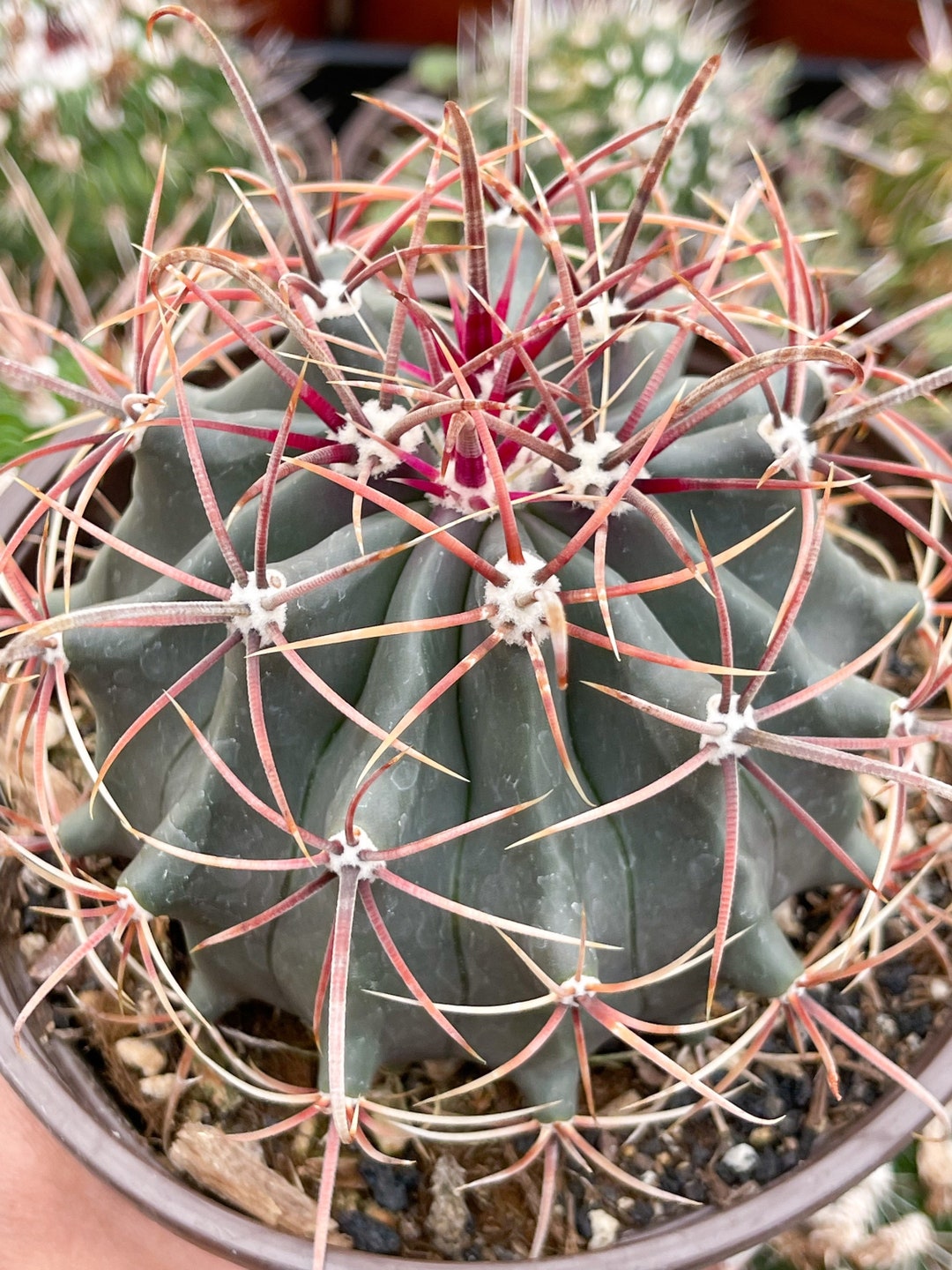 Ferocactus Gracilis Coloratus Red Barrel Cactus Rare Cactus Live Plant ...