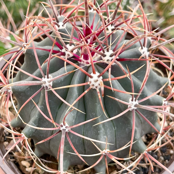 Barrel Cactus - Etsy