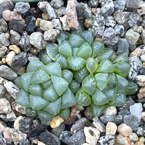 Haworthia Obtusa Rare Succulent Alien Eggs Clear Succulent - Etsy