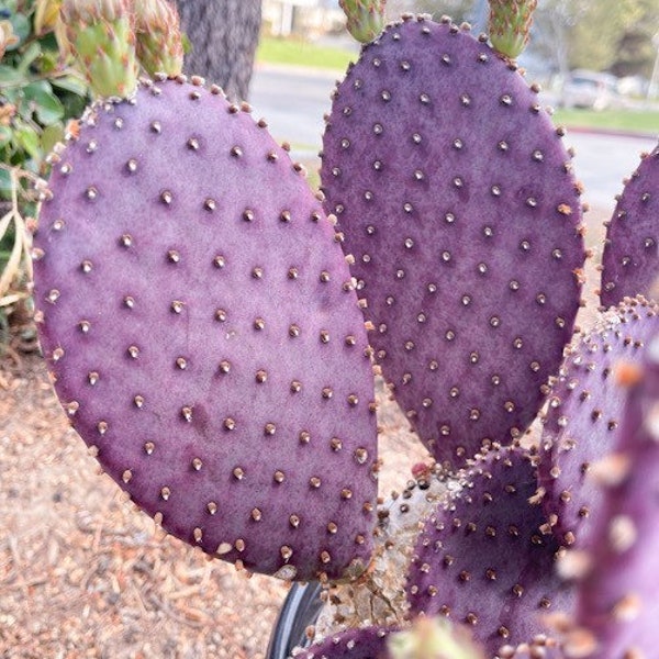 Purple Cactus - Etsy