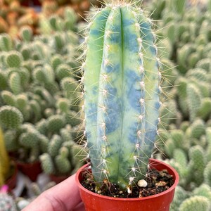 Variegated Blue Torch, Pilosocereus Azureus With Pups Blue Cactus - Etsy