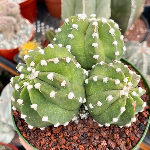 Domino Cactus - Etsy