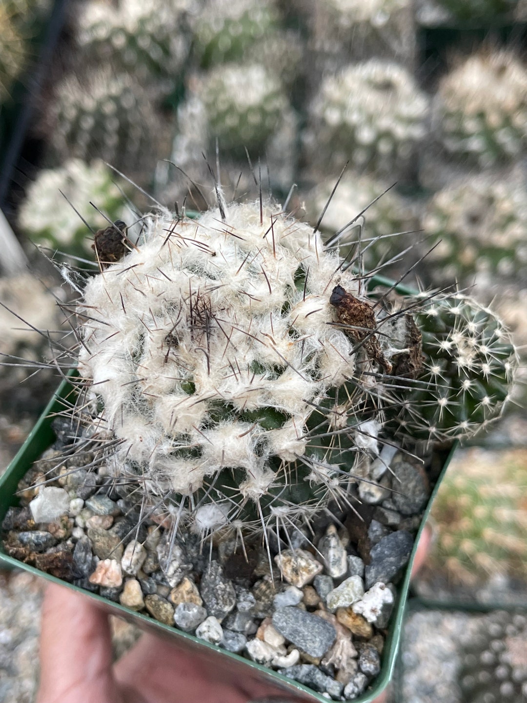 Fuzzy Copiapoa Hypogaea Rare Cactus Live Plant Rare Plant - Etsy