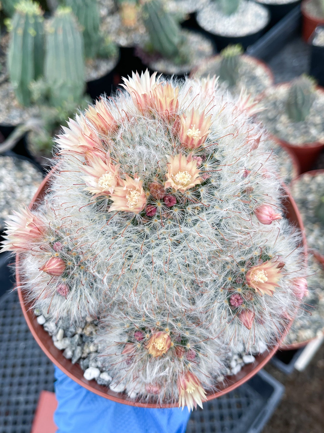 Mammillaria Bocasana Powder Puff Cactus Live Cactus - Etsy