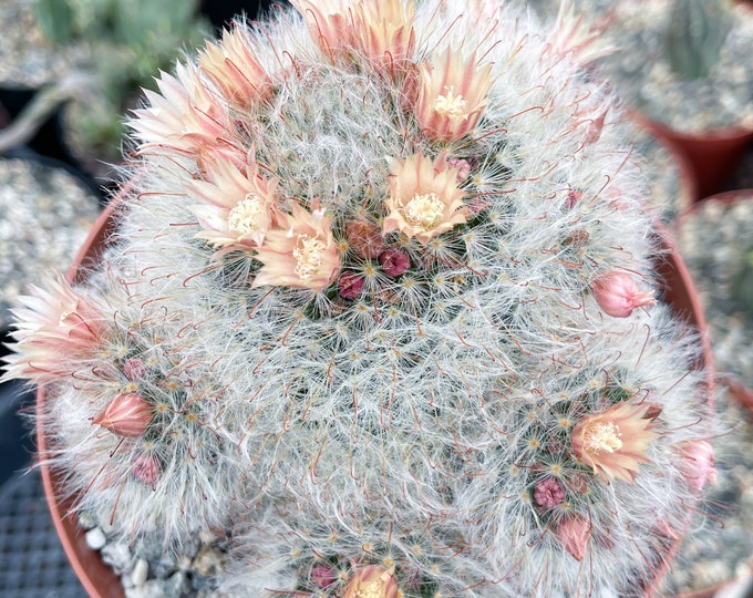 Mammillaria Bocasana Powder Puff Cactus Live Cactus - Etsy