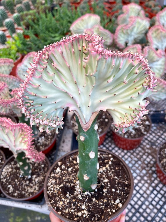 Coral Cactus