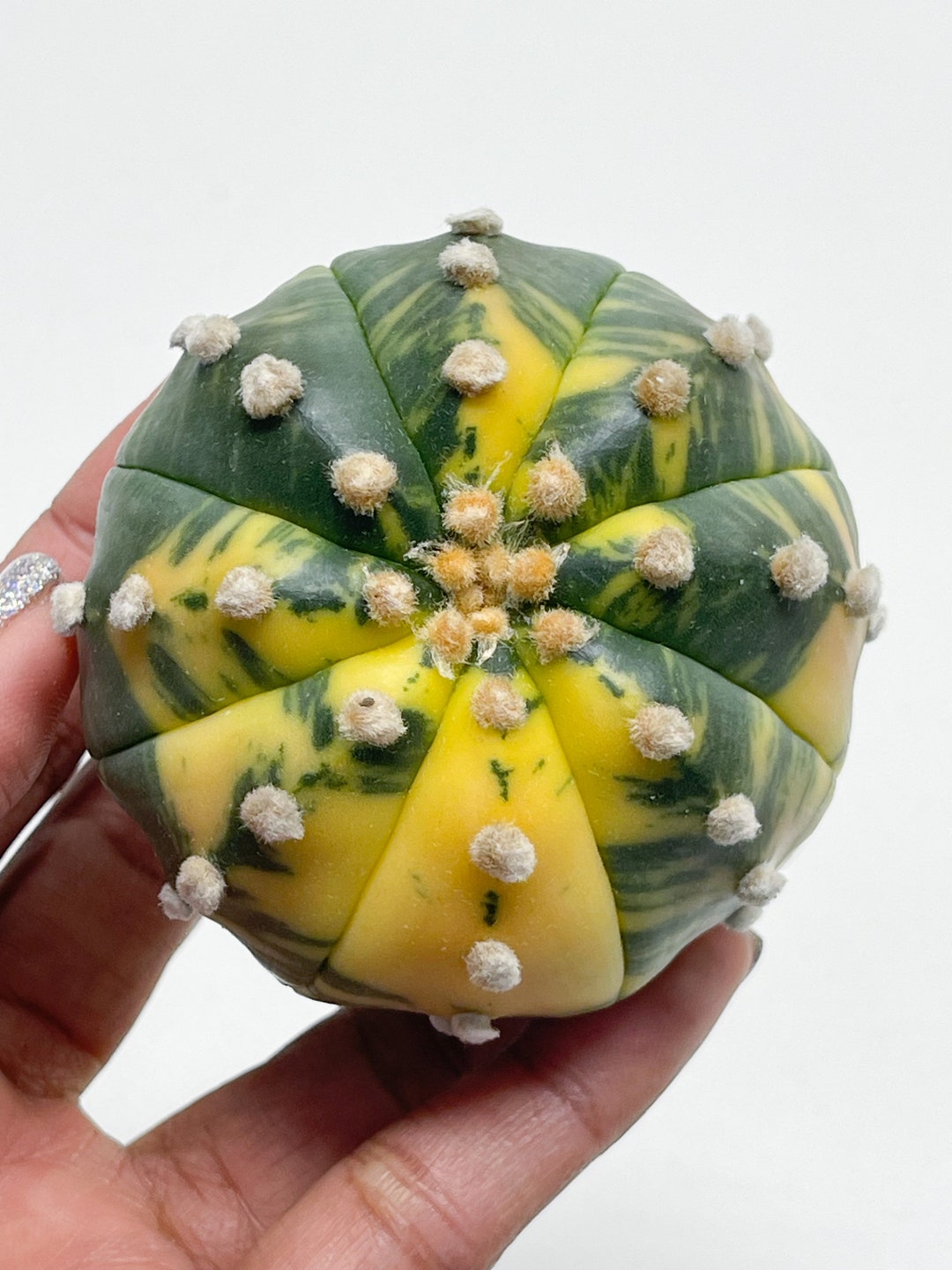 Imported Variegated 8 Ribs Astrophytum Live Cactus Rare Plant 839 - Etsy