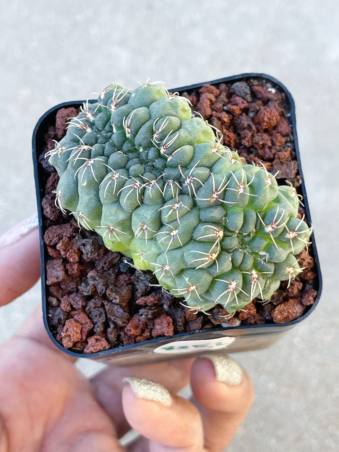 Dwarf Chin Cactus Gymnocalycium Baldianum Cacti Real Succulent Live ...