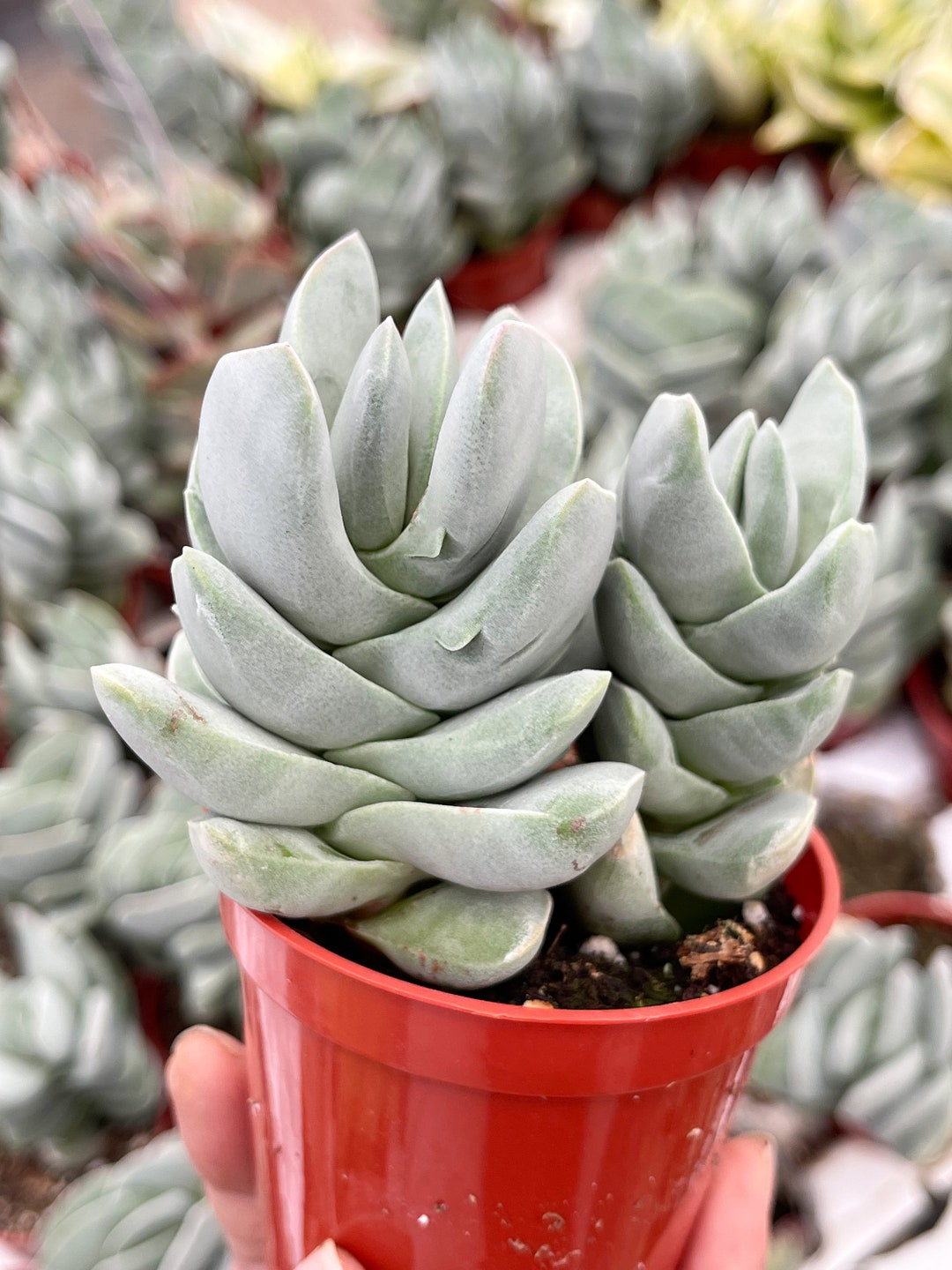 Crassula Ivory Tower Live Plant Live Succulents - Etsy