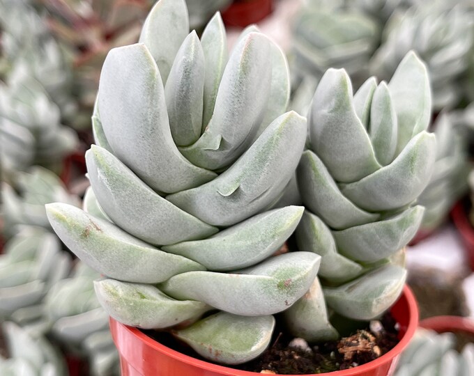 Crassula Ivory Tower Live Plant Live Succulents - Etsy