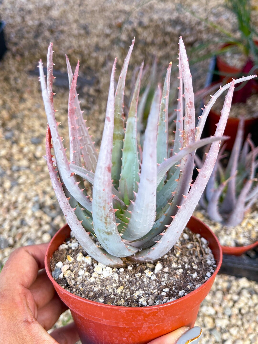 Aloe Blue Elf Purple Aloe Live Aloe - Etsy