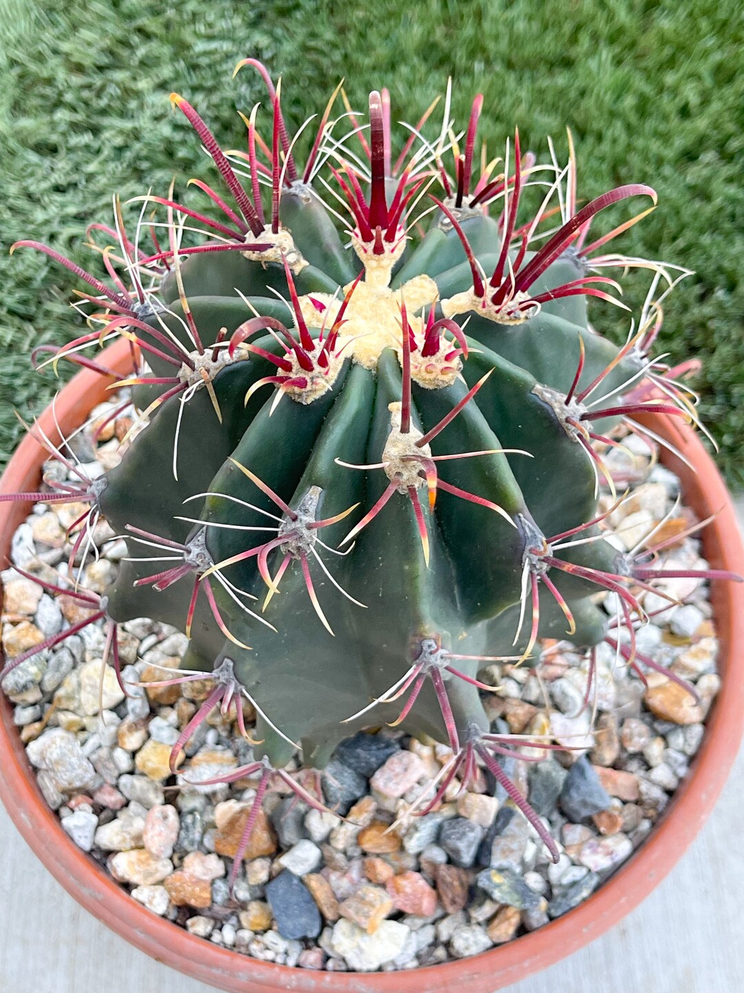 Large Ferocactus Gracilis Coloratus Red Barrel Cactus Rare - Etsy