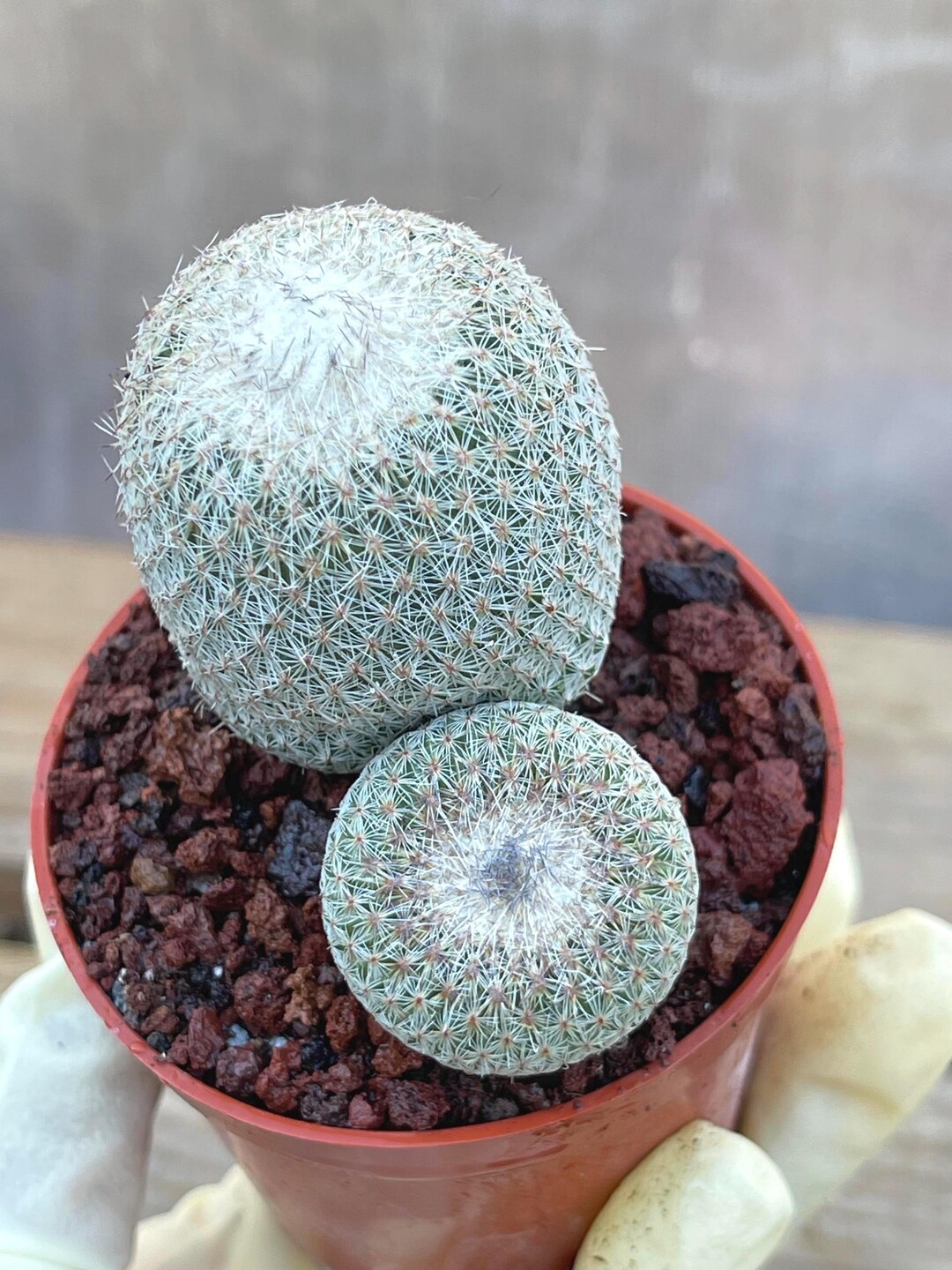 Epithe Lantha Micromeris Live Cactus Live Plant - Etsy