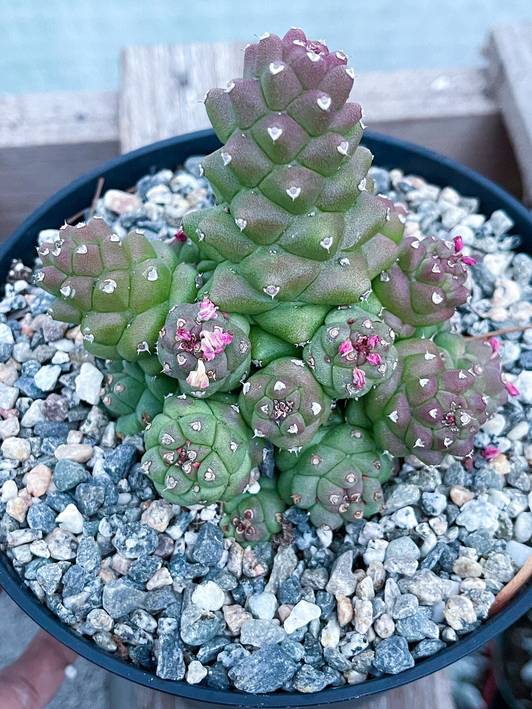 Monadenium Ritchei Rare Item Live Succulent - Etsy