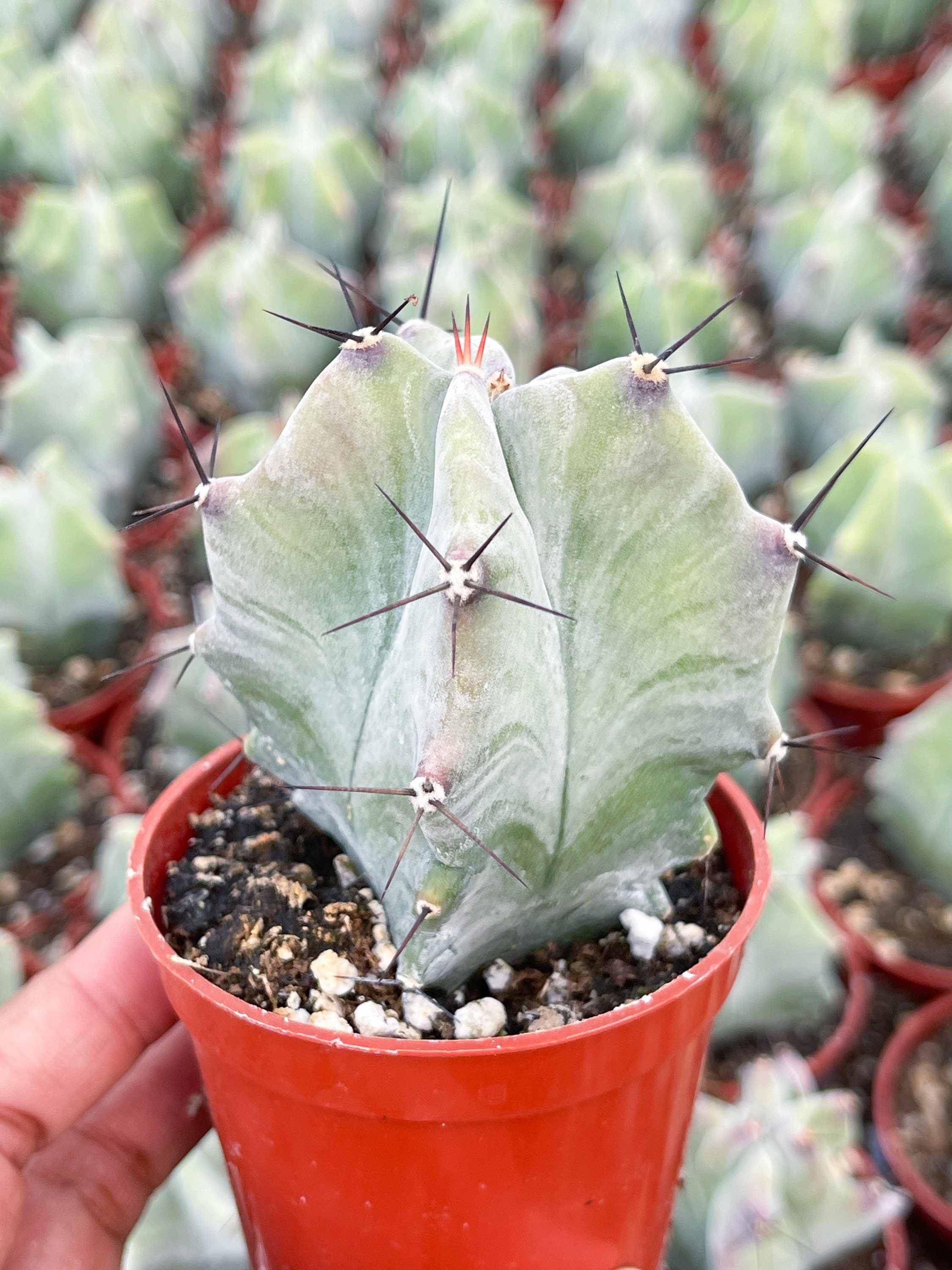 Stenocereus pruinosus 'Gray Ghost Organ Pipe' 2.5 Growers Pot Outdoor ...