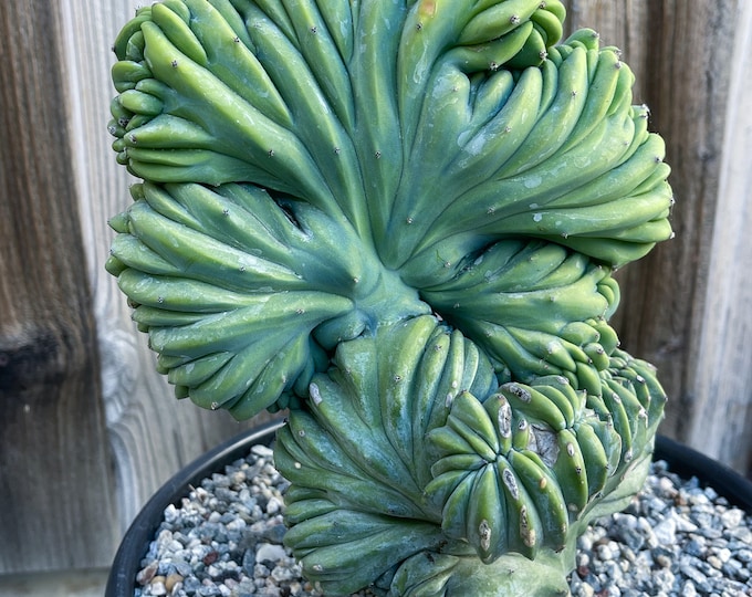 Beautiful Crested Myrtillocactus Geometrizans Blue Crested Candle ...