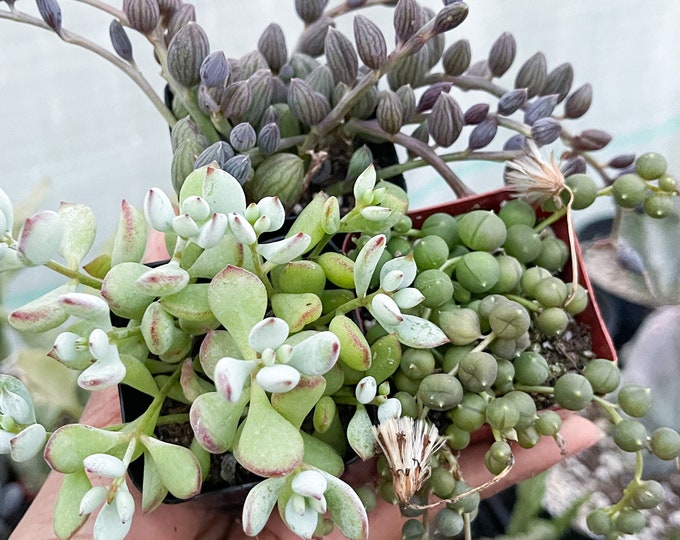 Set of String Succulent String Plants Live Plant - Etsy