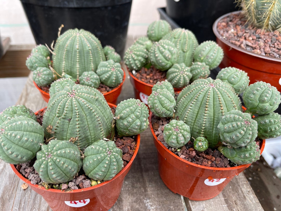 Euphorbia Obesa Hybrids Clusters Rare Plant Live Plant - Etsy