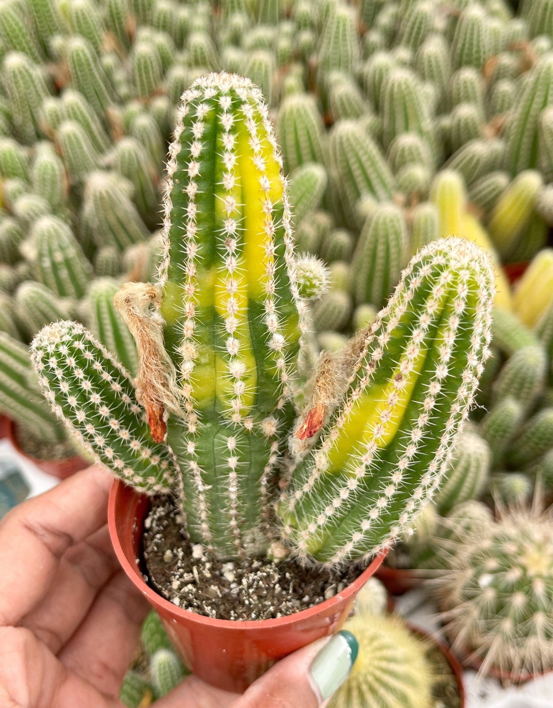 2.5 Variegated Peanut Cactus With Babies Echinopsis - Etsy