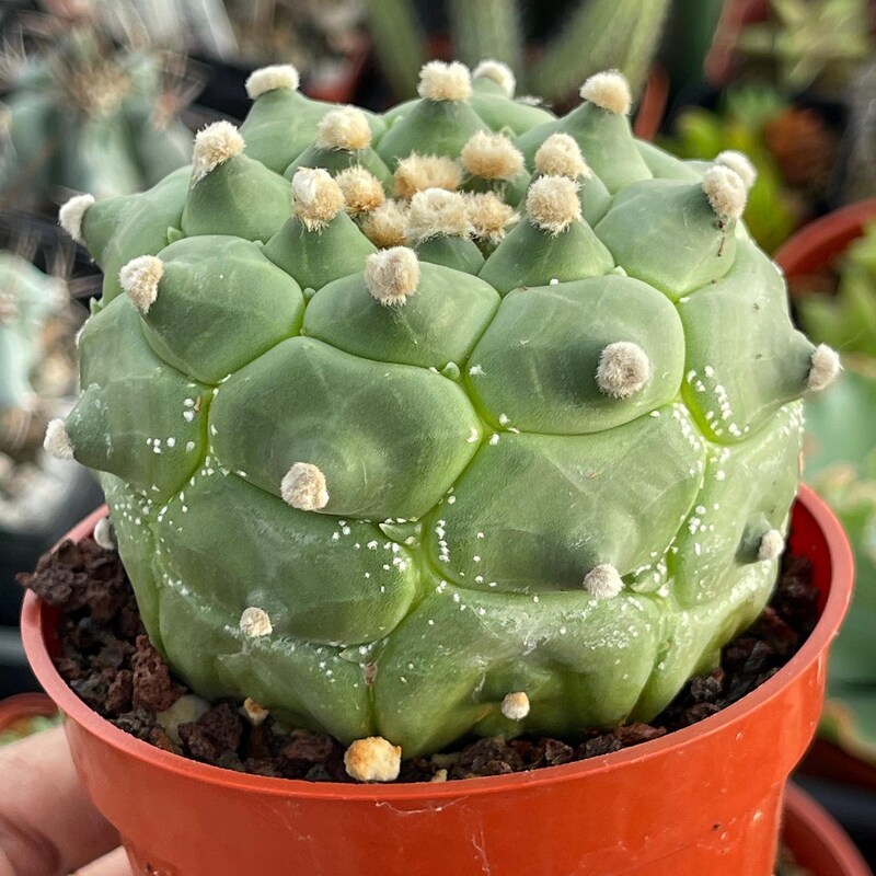 Turtle Cactus - Etsy