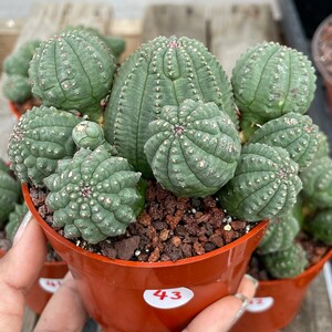 Euphorbia Obesa Hybrids Clusters Rare Plant Live Plant - Etsy