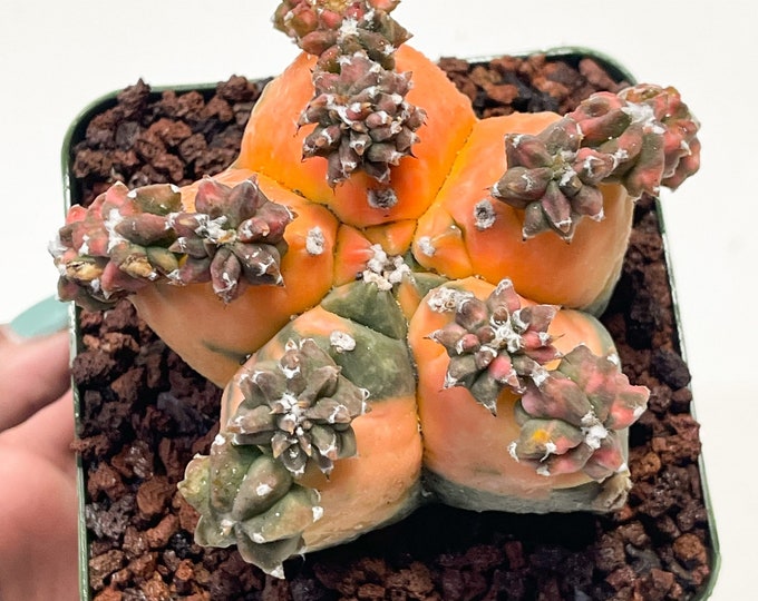 Variegated Astrophytum Myriostigma W/ Pups Live Cactus Rare Cactus - Etsy