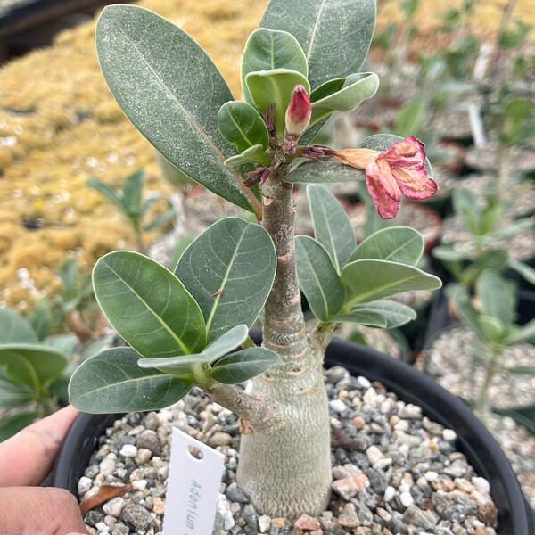 Adenium - Etsy