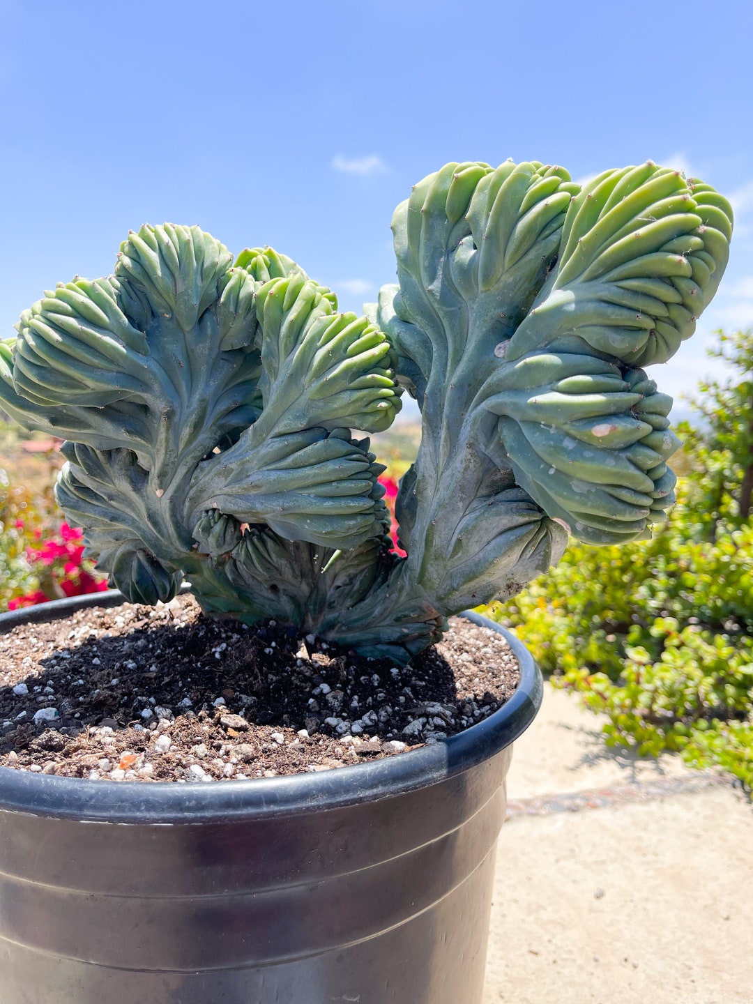 Beautiful Crested Myrtillocactus Geometrizans Blue Crested Candle ...