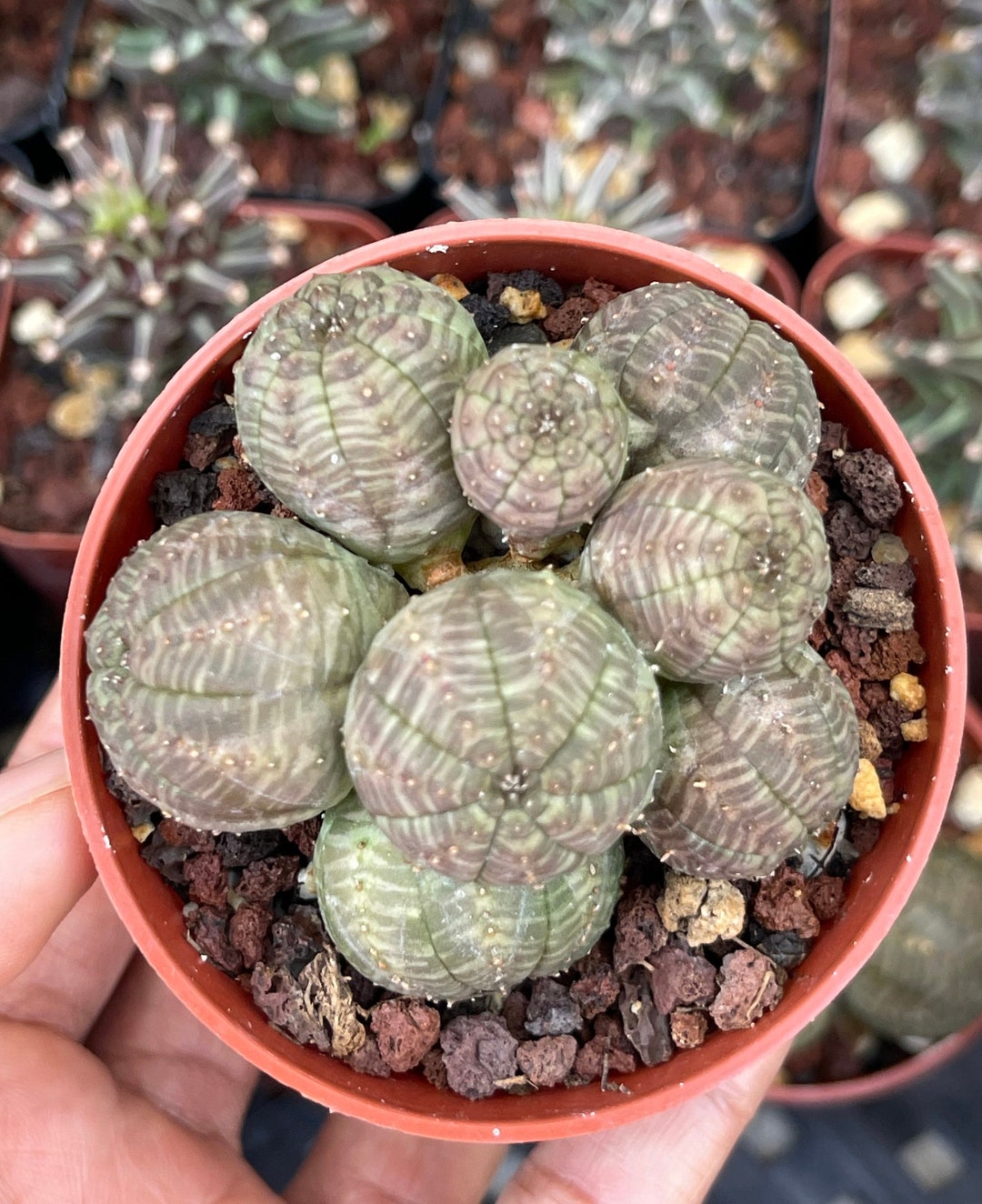 Euphorbia Obesa Rare Plant Live Plant - Etsy