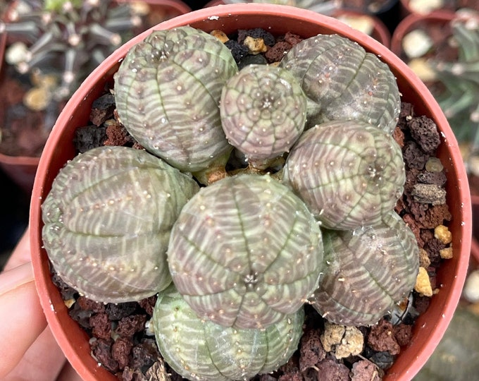Euphorbia Obesa Rare Plant Live Plant - Etsy