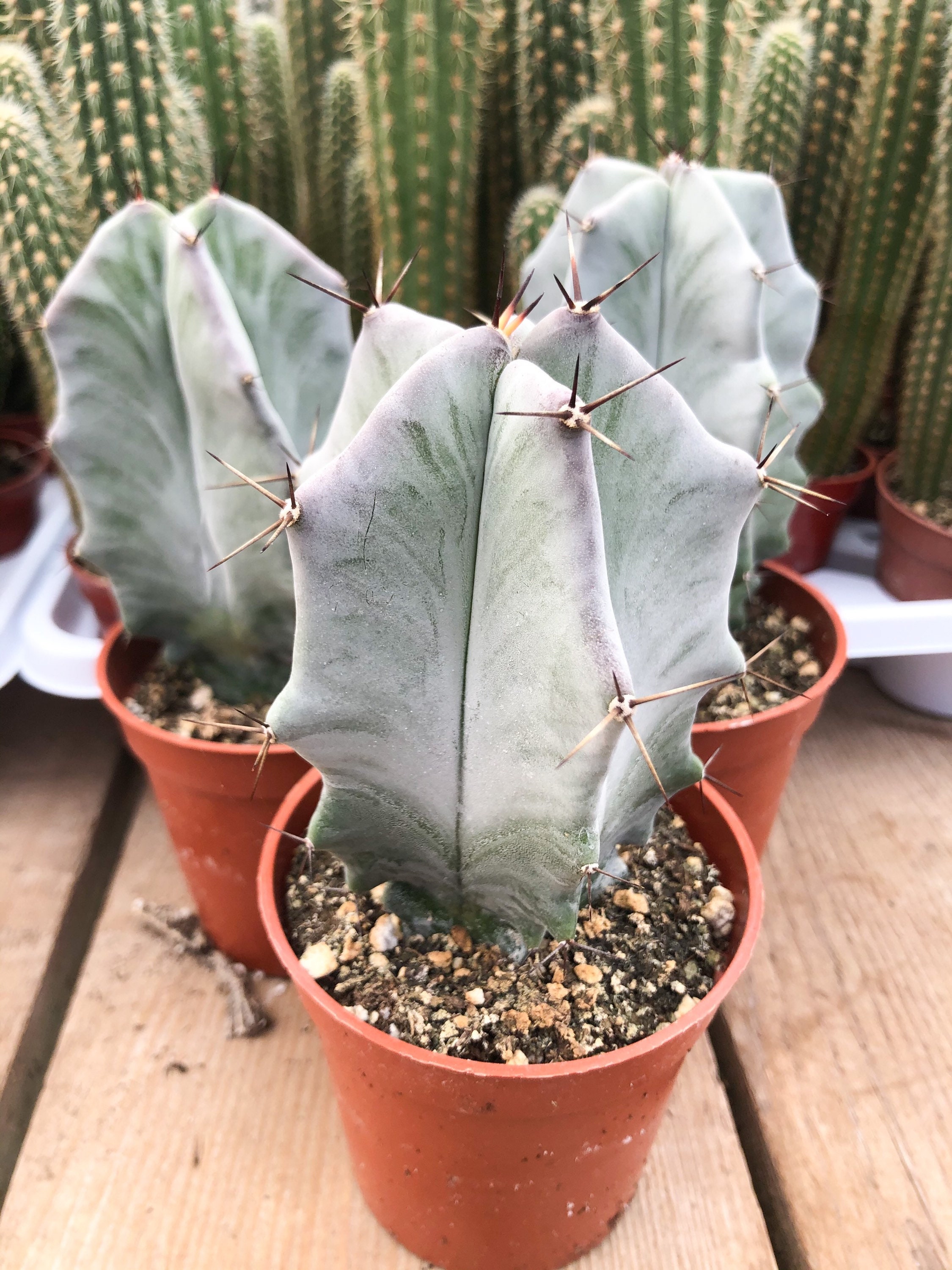 Stenocereus pruinosus 'Gray Ghost Organ Pipe' 2.5 Growers Pot Outdoor ...