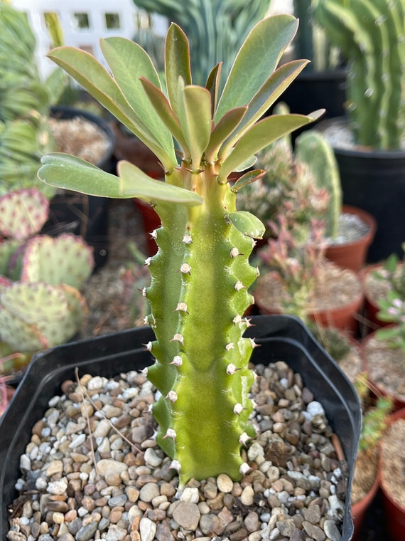 Cactus Euphorbia Royleana