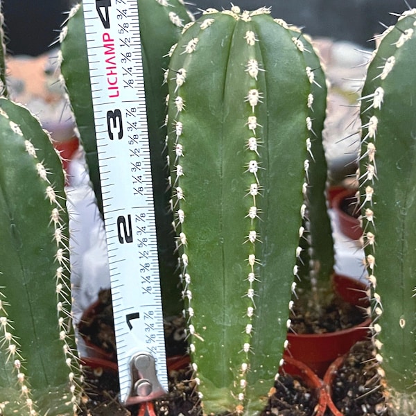 Fence Post Cactus - Etsy