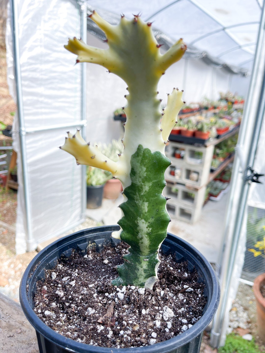 Ghost Cactus Variegated Euphorbia Lactea Rare Cactus - Etsy