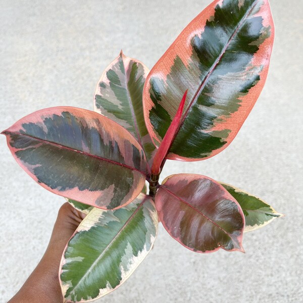 Ficus Elastica "tineke" - Etsy