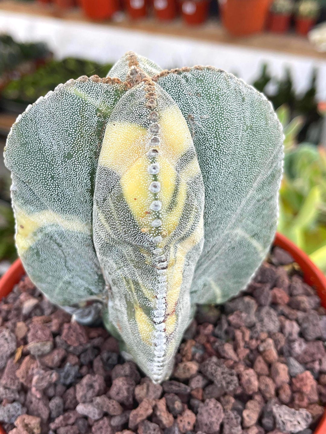 Old Imported Variegated 8 Ribs Astrophytum Live Cactus Rare Plant 8353 ...