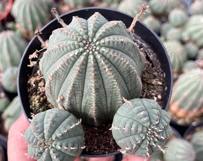 Euphorbia Obesa Hybrids With Pup Rare Plant Live Plant - Etsy