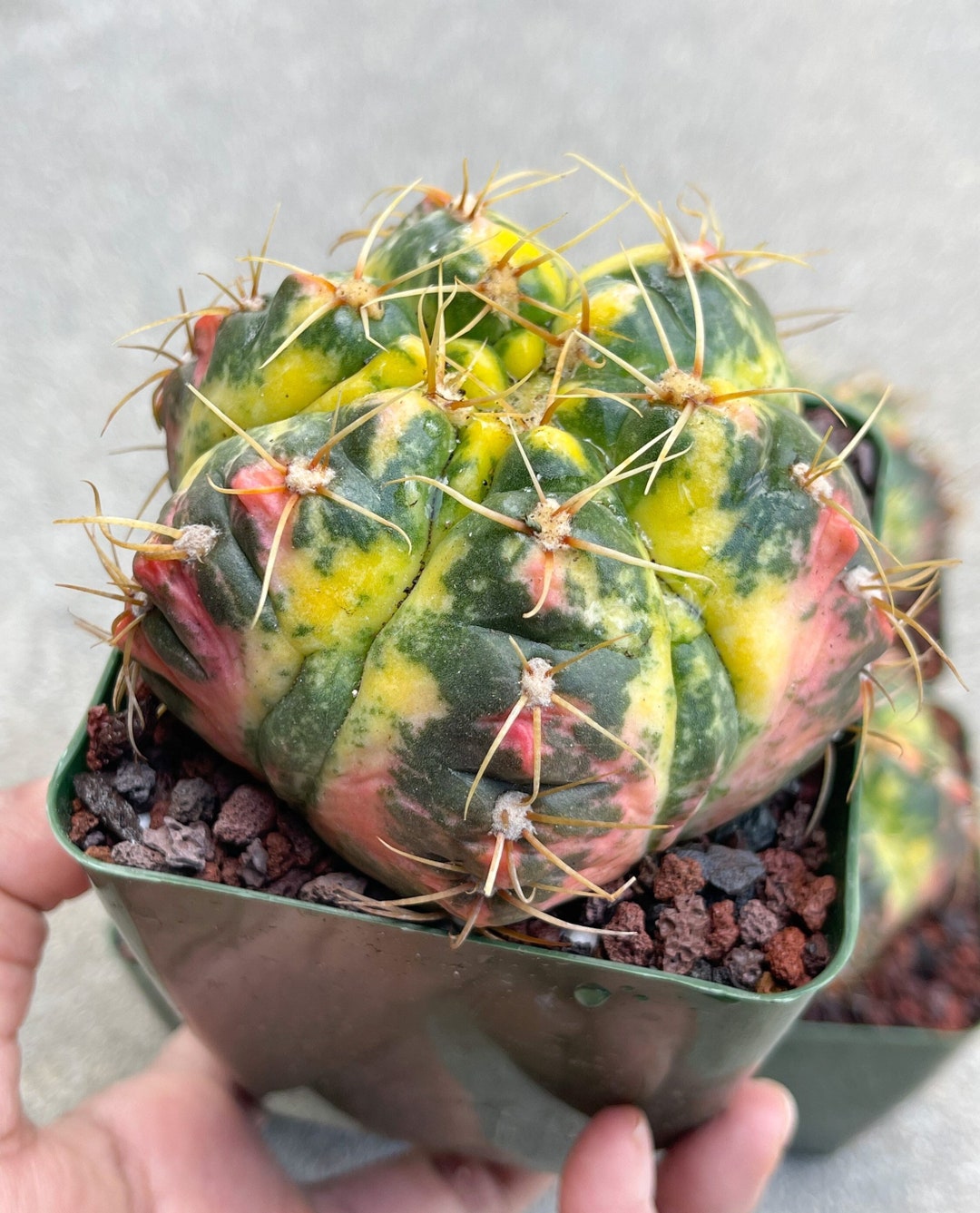 Gymnocalycium Denudatum Variegata Live Cactus - Etsy