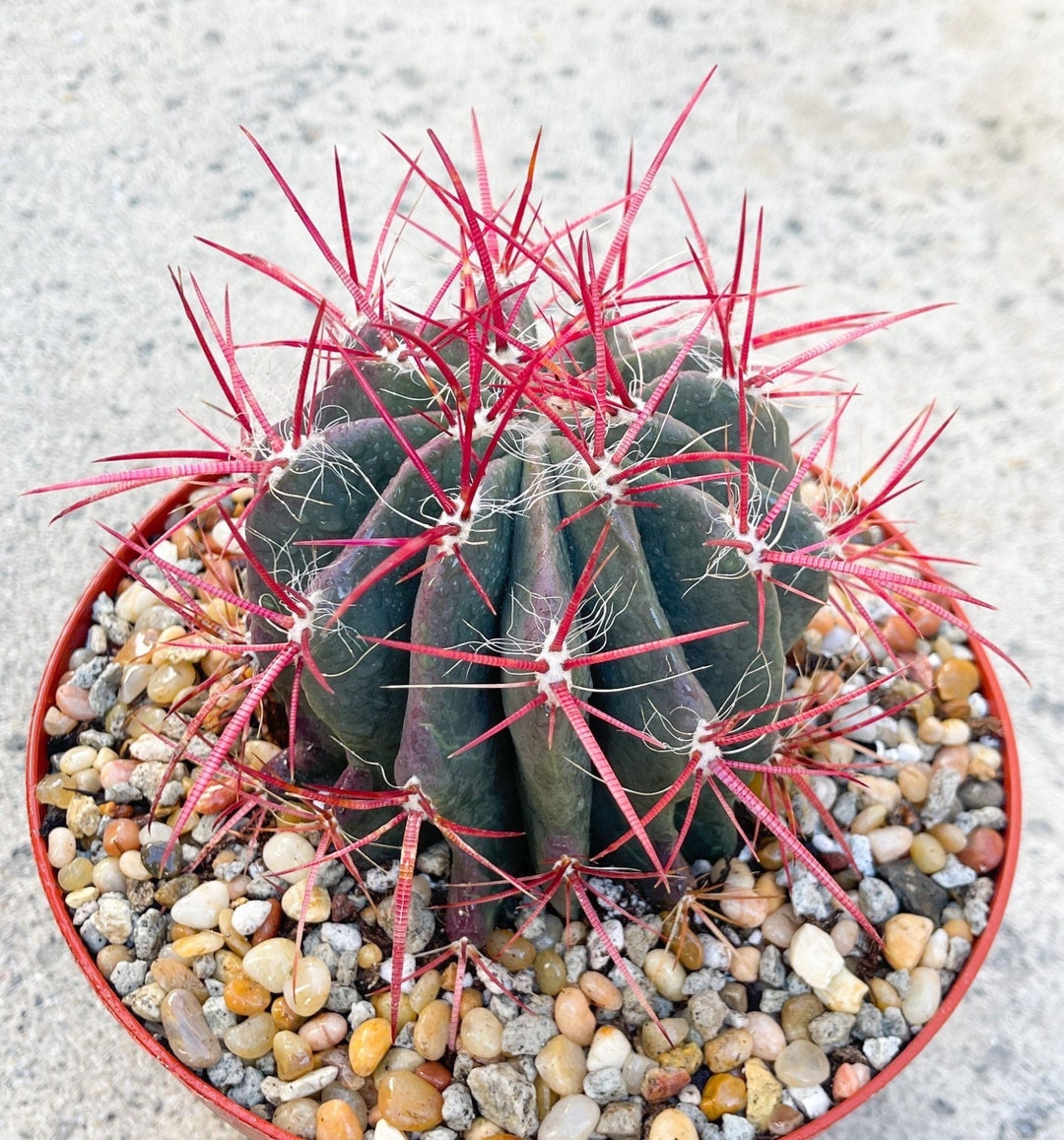 Ferocactus Gracilis Coloratus Red Barrel Cactus Rare - Etsy