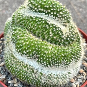 Notocactus Scopa Cv. Inermis Cristatus Rare Cactus Graft Cactus Rare ...