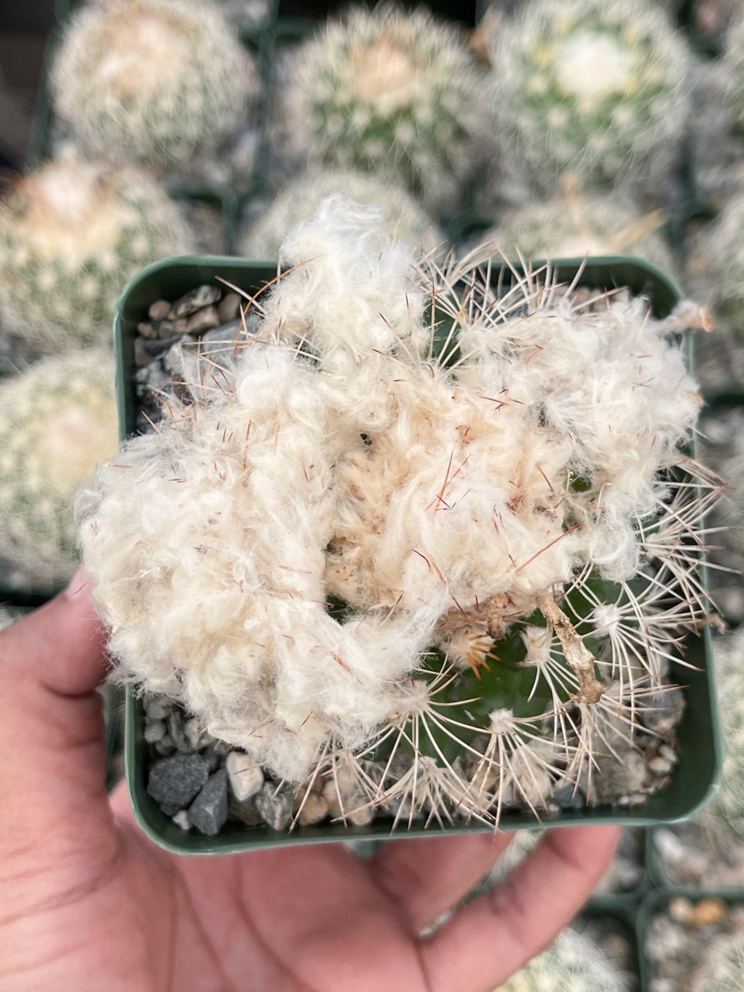 3.5 Puffy Cactus Live Cactus - Etsy