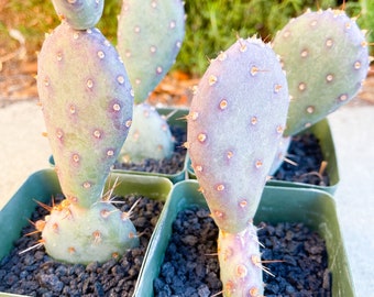 Baby Rita Cactus | Etsy