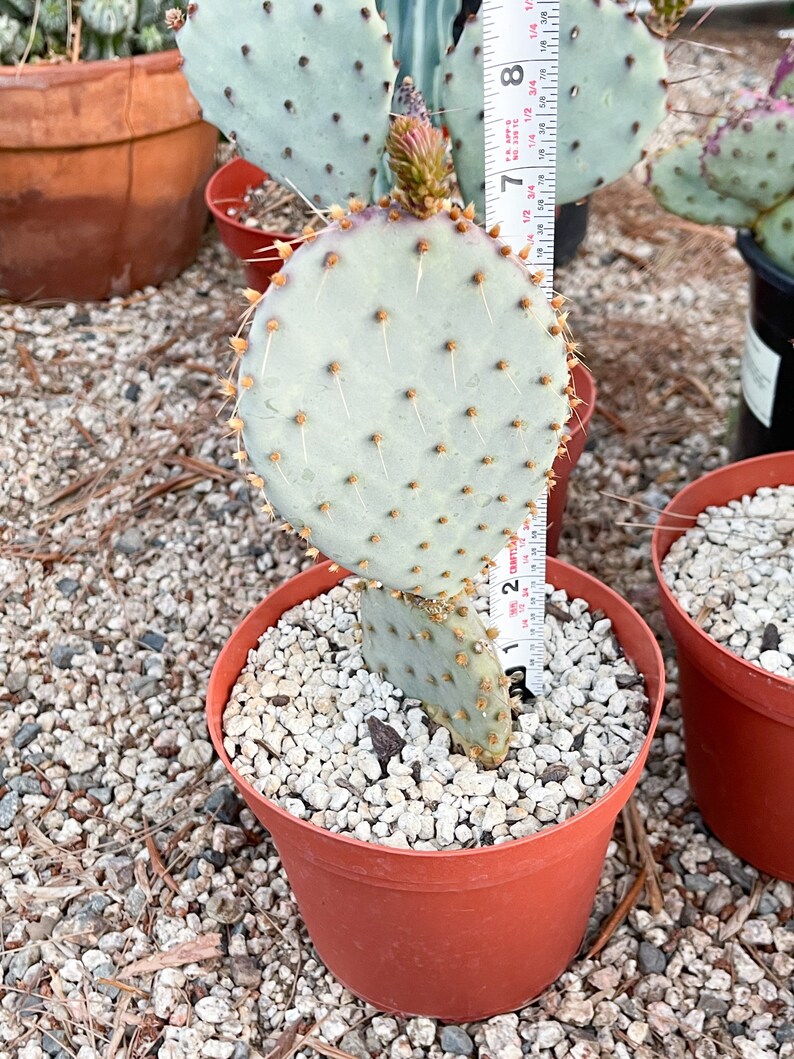 Opuntia baby Rita Prickly Pear Cactus Santa Rita Prickly - Etsy
