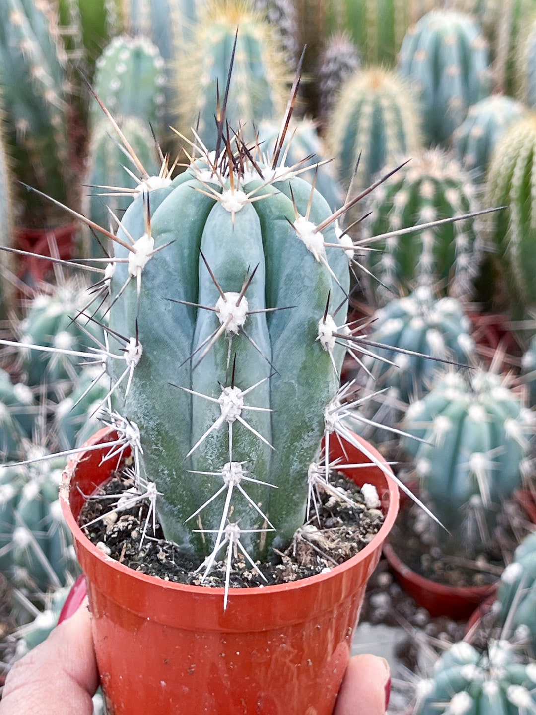 Stetsonia Coryne Toothpick Cactus Live Cactus - Etsy Österreich