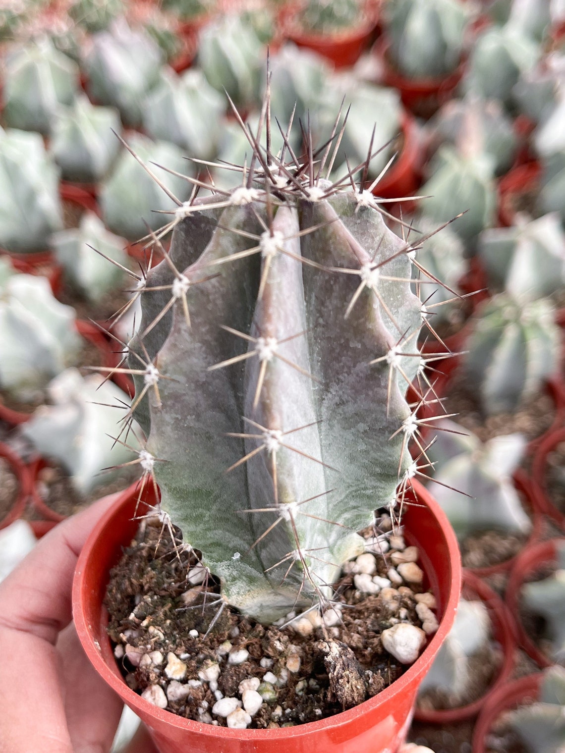 Stenocereus Griseus Cactus Cacti Real Succulent Live Plant - Etsy