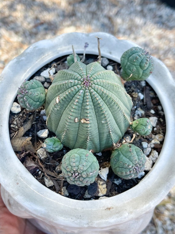 Euphorbia Obesa Hybrids Clusters Rare Plant Live Plant - Etsy