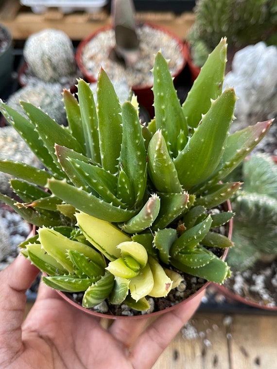 Aloe Nobilis